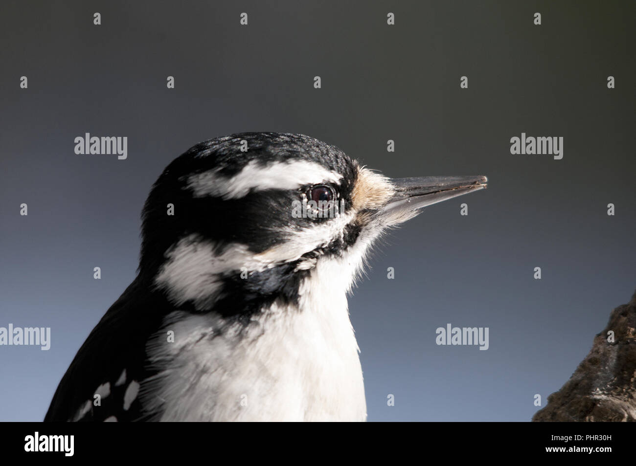 Woodpecker bird head close-up profile view with bokeh background in ...