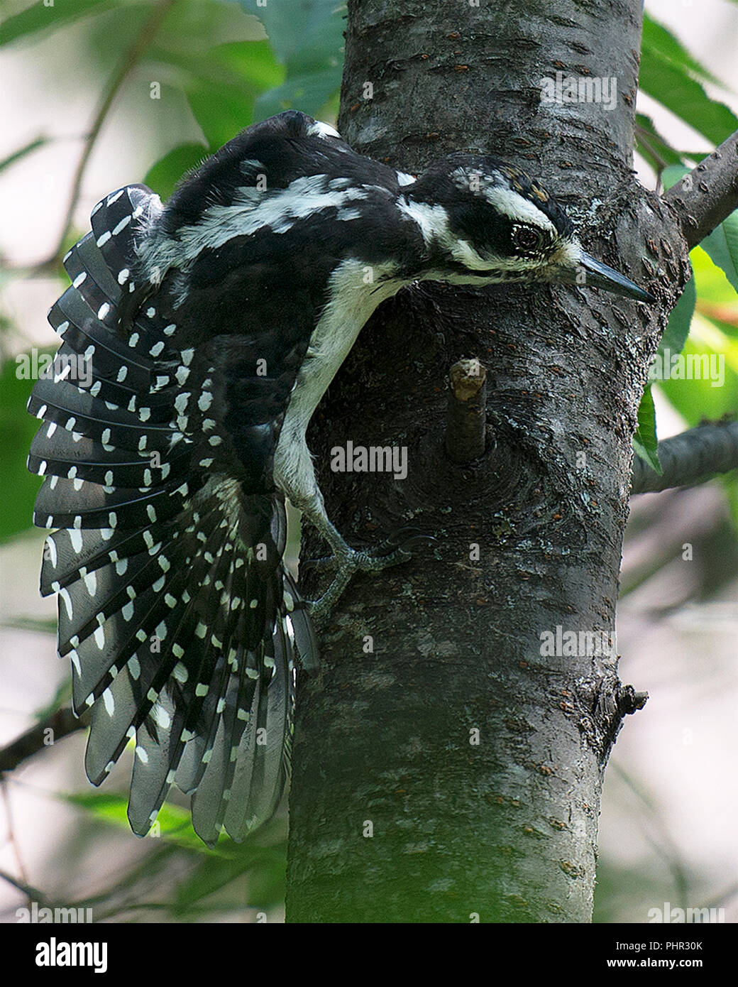 Black and white gorgeous tree hi-res stock photography and images - Alamy