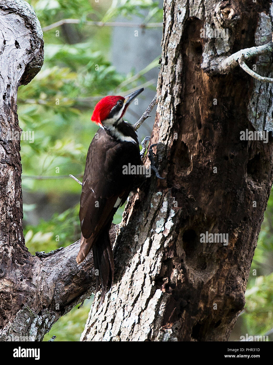 Woodpecker bird in its environment Stock Photo - Alamy