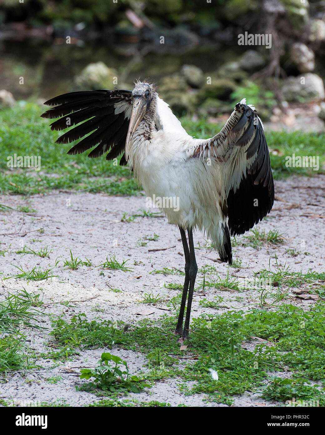 Wood Stork bird with its wings spread enjoying the day Stock Photo - Alamy