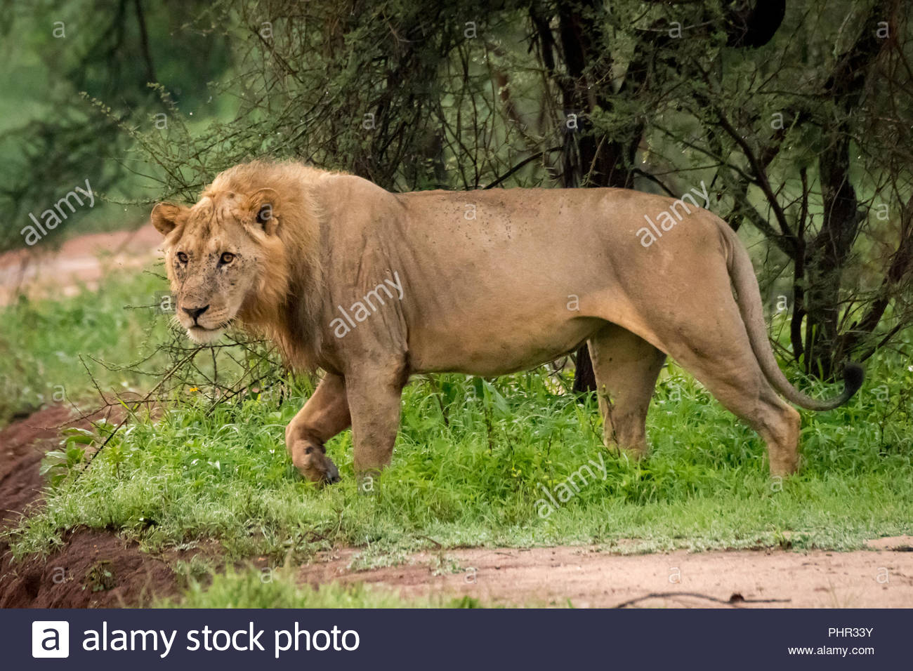 Lion Road Stock Photos & Lion Road Stock Images - Alamy