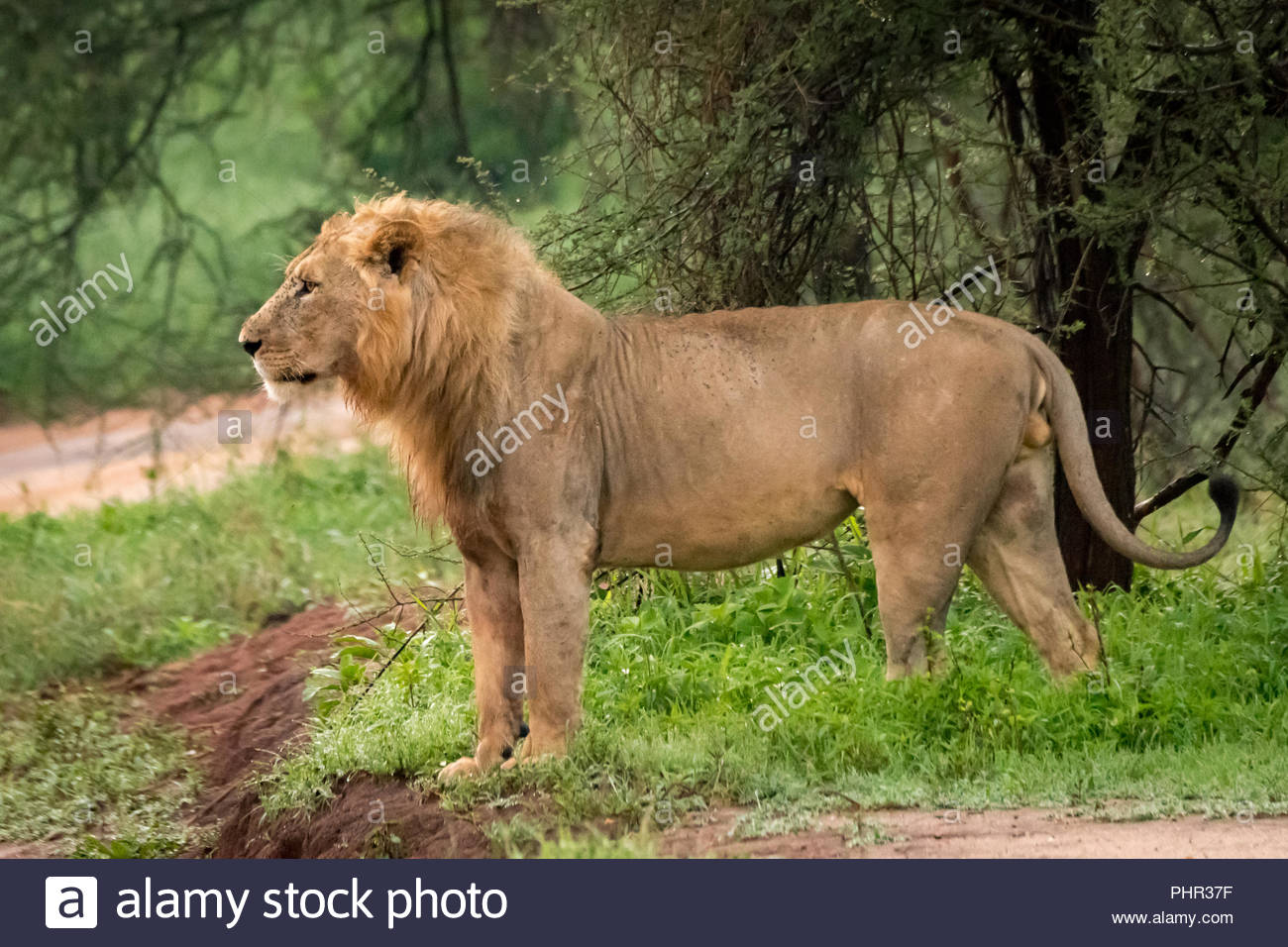 Lion Road Stock Photos & Lion Road Stock Images - Alamy