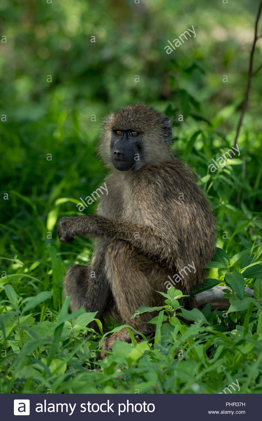 Baboon Head Stock Photos & Baboon Head Stock Images - Alamy