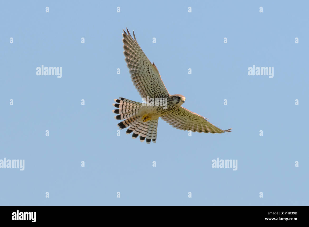 Kestrel open wings hi-res stock photography and images - Alamy