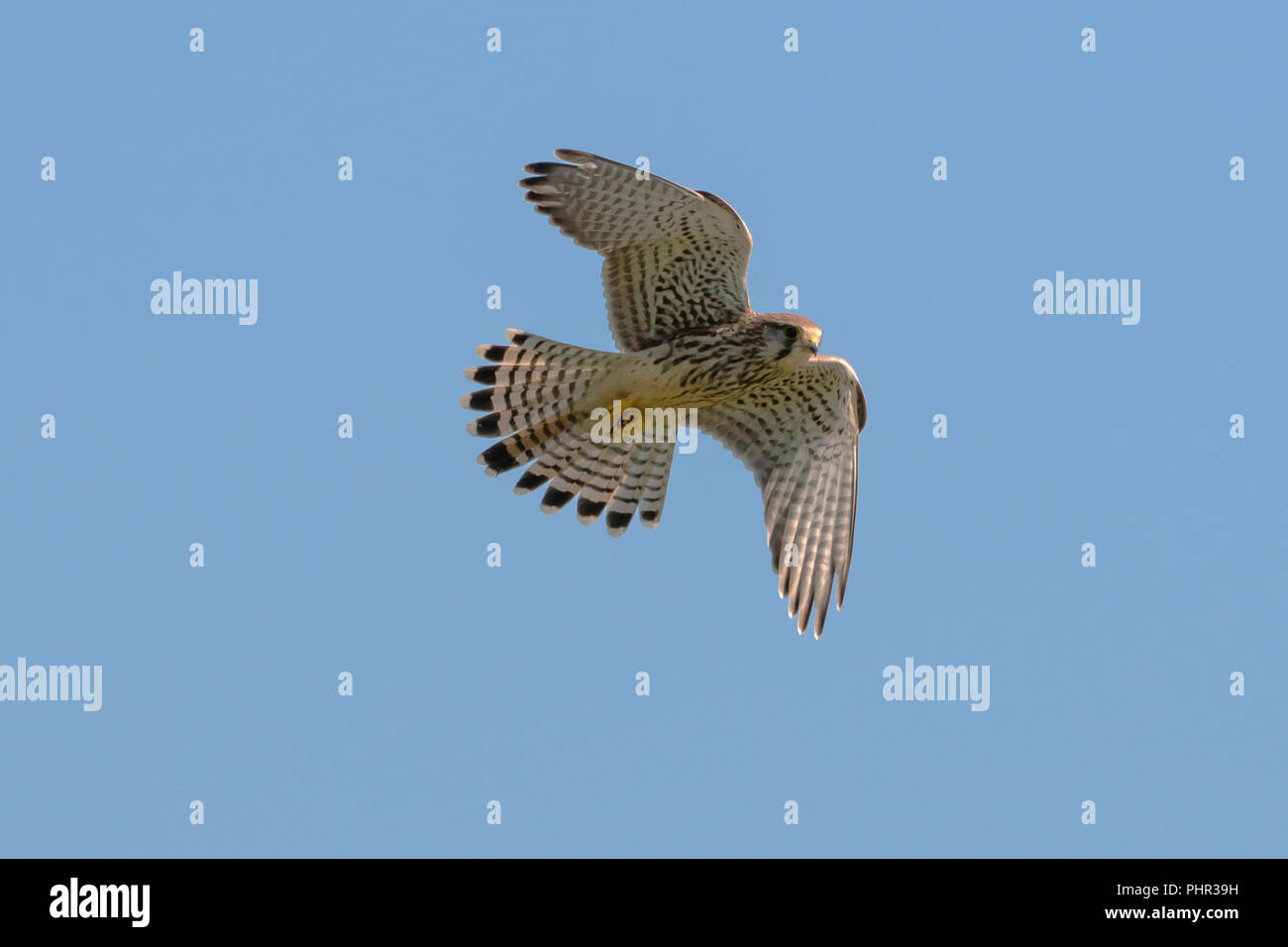 Kestrel flying hi-res stock photography and images - Alamy
