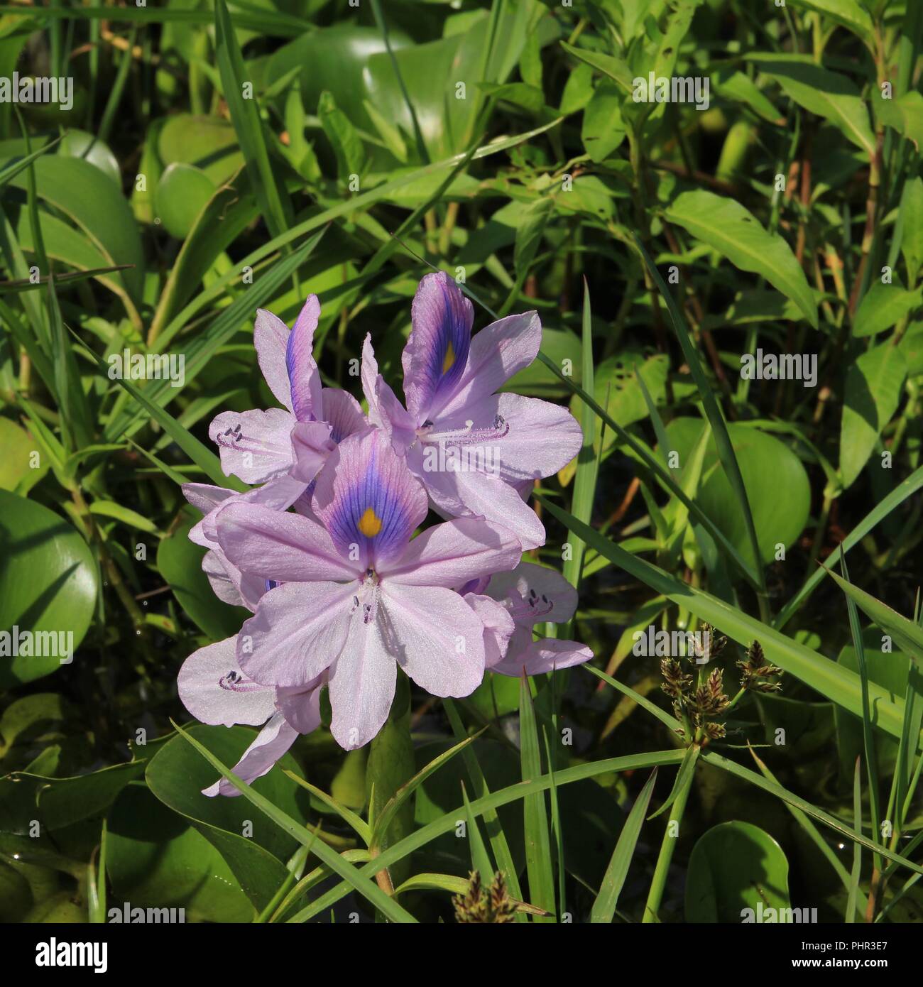 Pretty water hyacinth growing in Nepal. Spring scene near Pokhara Stock ...
