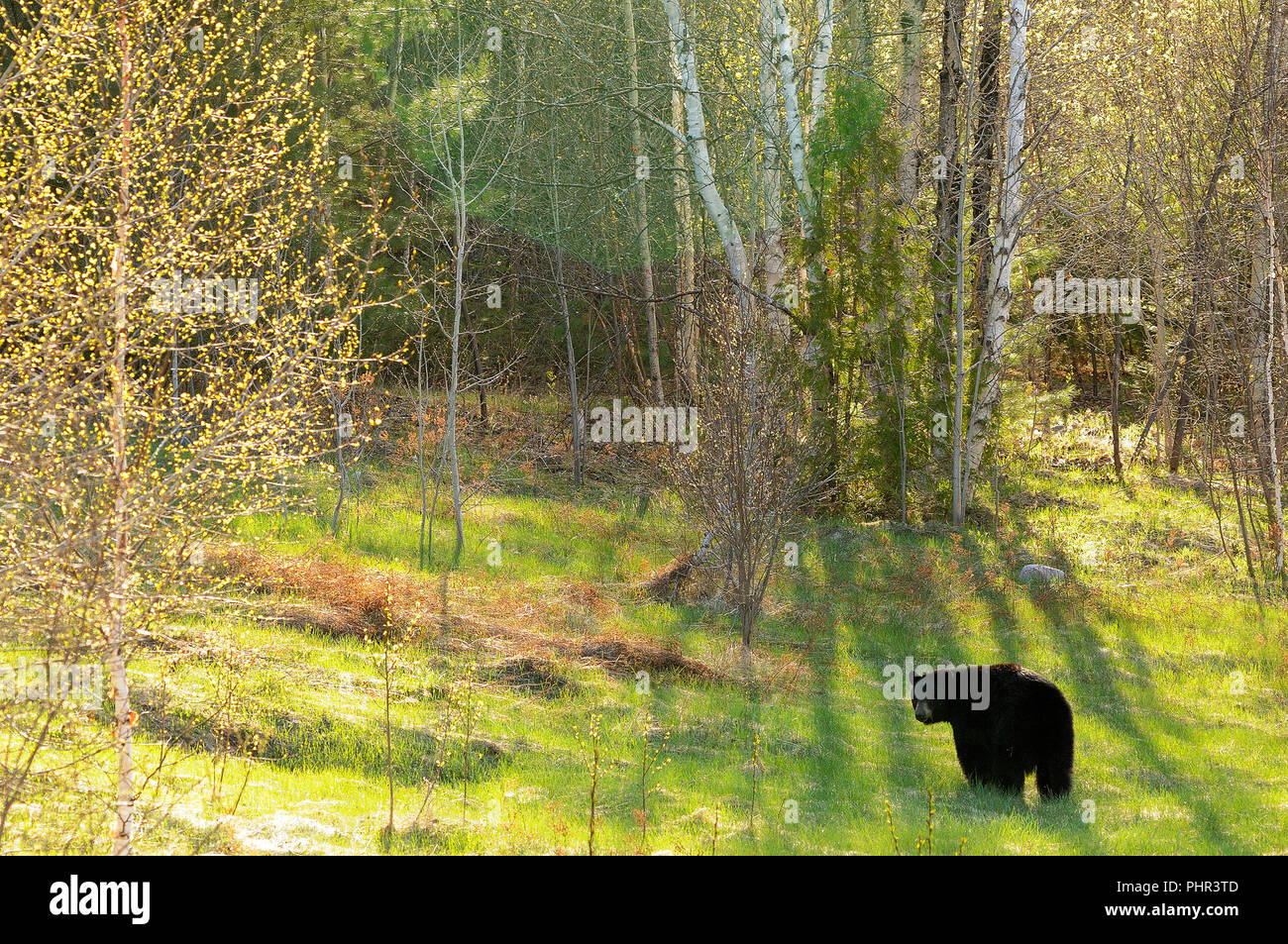Black bear animal in the field going in the forest with a background of ...
