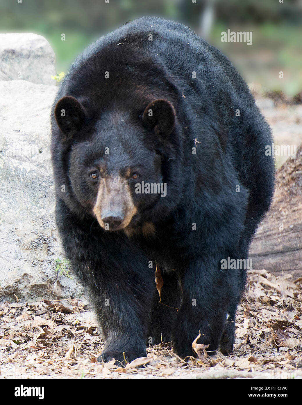 Black bear looking at you and enjoying its surrounding Stock Photo - Alamy