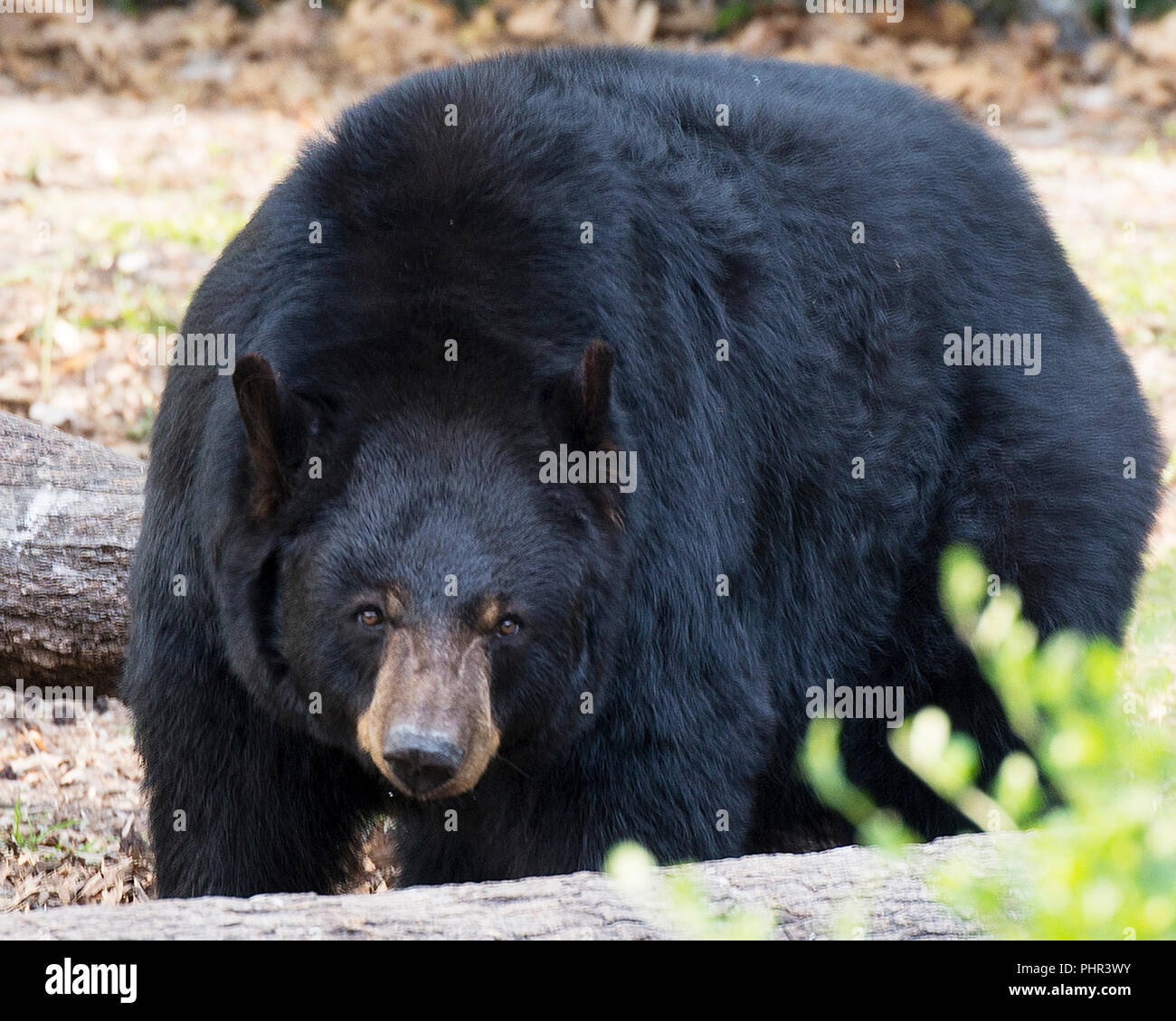 Black bear looking and coming at you and enjoying its surrounding Stock ...