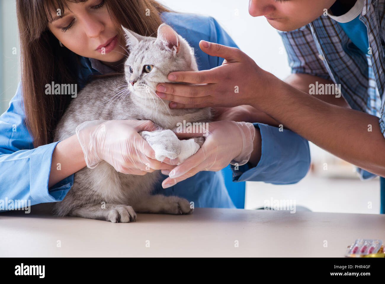 Vet woman treating cat in hi-res stock photography and images - Alamy