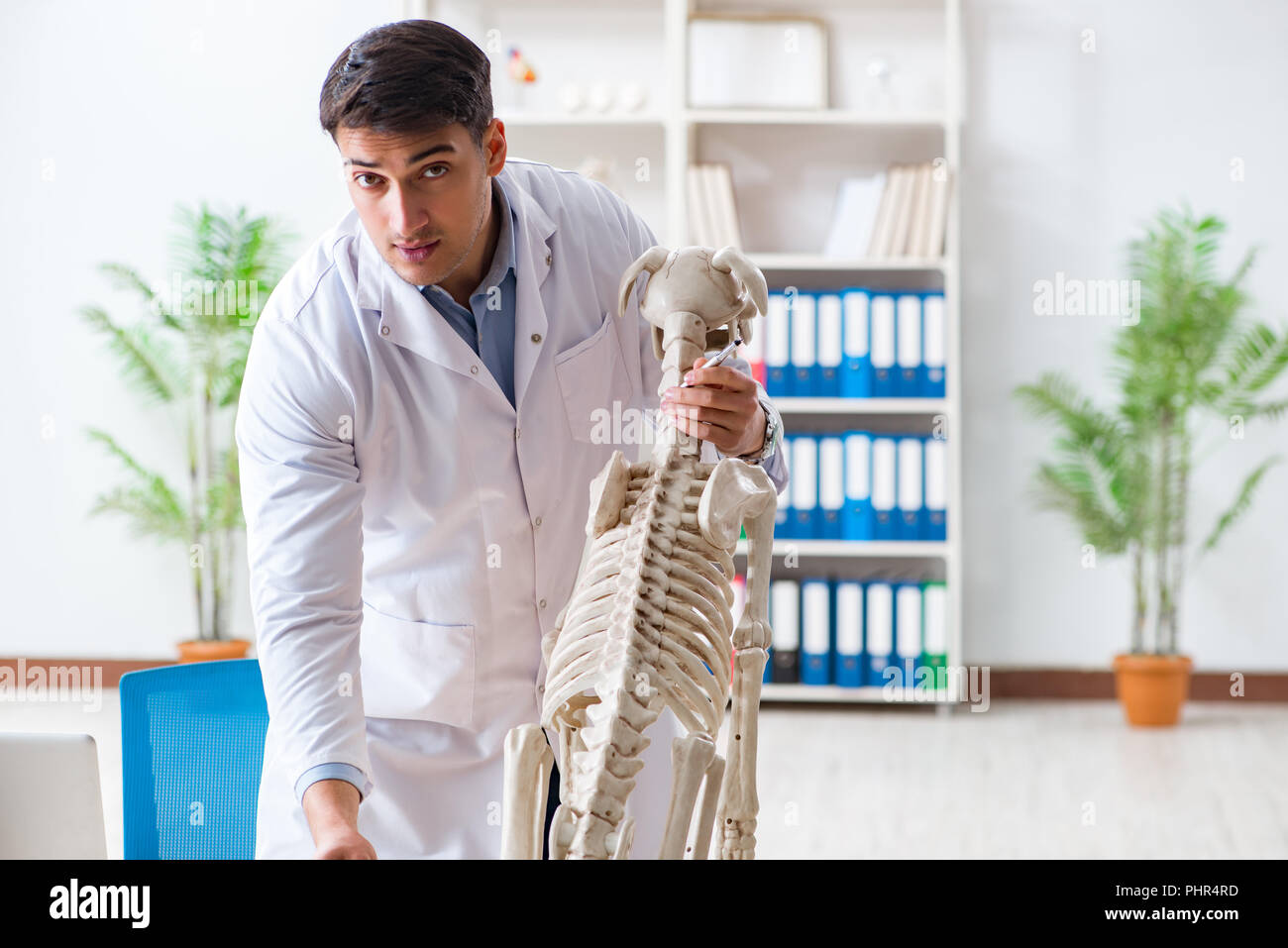 Doctor vet practicing on dog skeleton Stock Photo - Alamy
