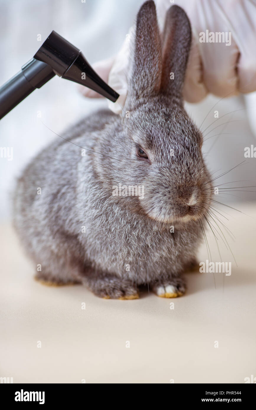 Vet doctor checking up rabbit in his clinic Stock Photo - Alamy