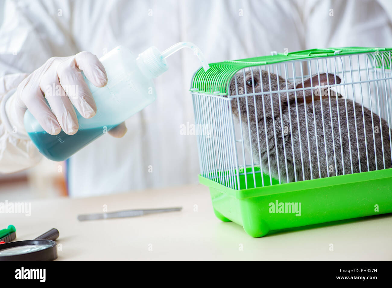 Vet doctor checking up rabbit in his clinic Stock Photo - Alamy