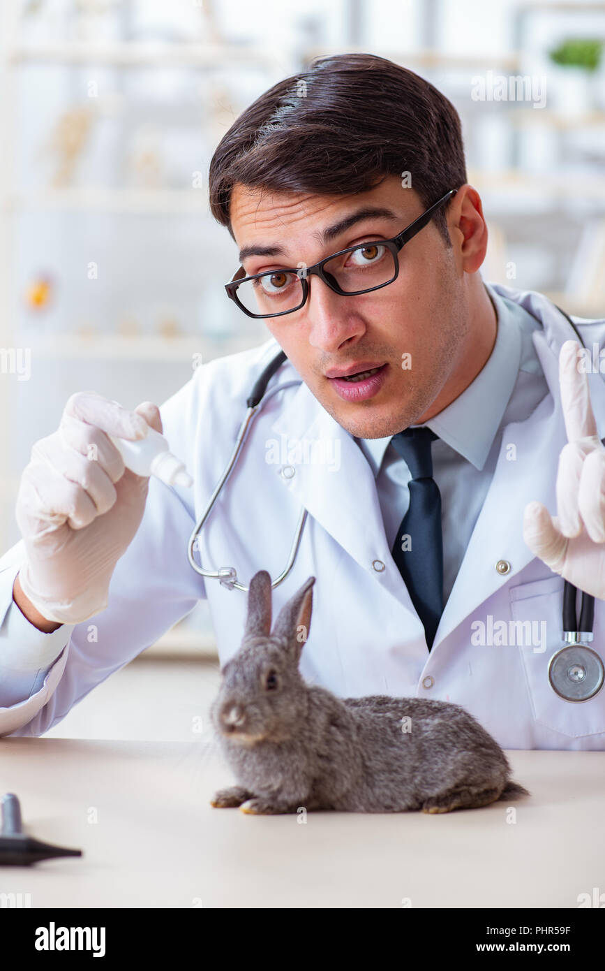 Vet doctor checking up rabbit in his clinic Stock Photo - Alamy