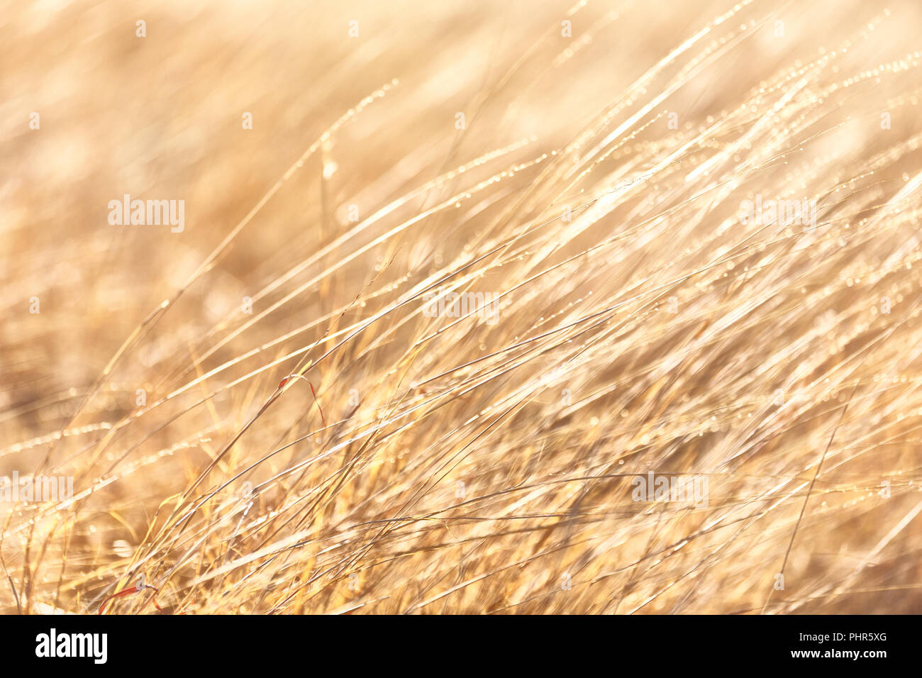 in ethiopia africa the fiels of grass in the morning and the light with ...