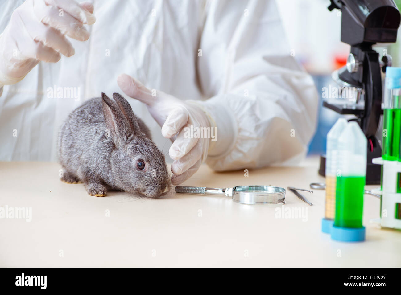 Vet doctor checking up rabbit in his clinic Stock Photo - Alamy