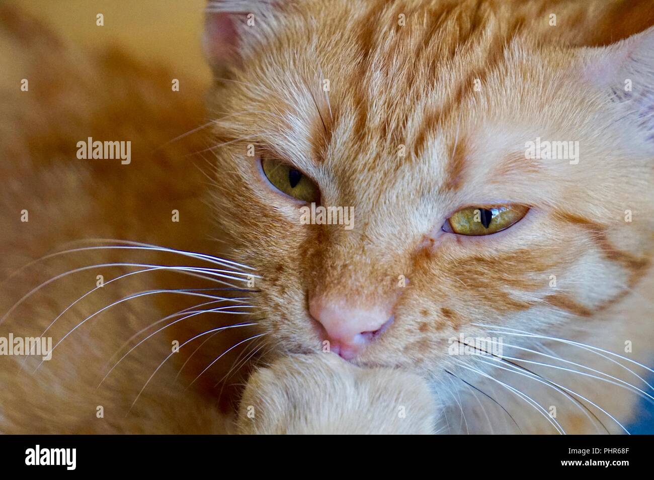 Tabby with paw up red background hi-res stock photography and images ...