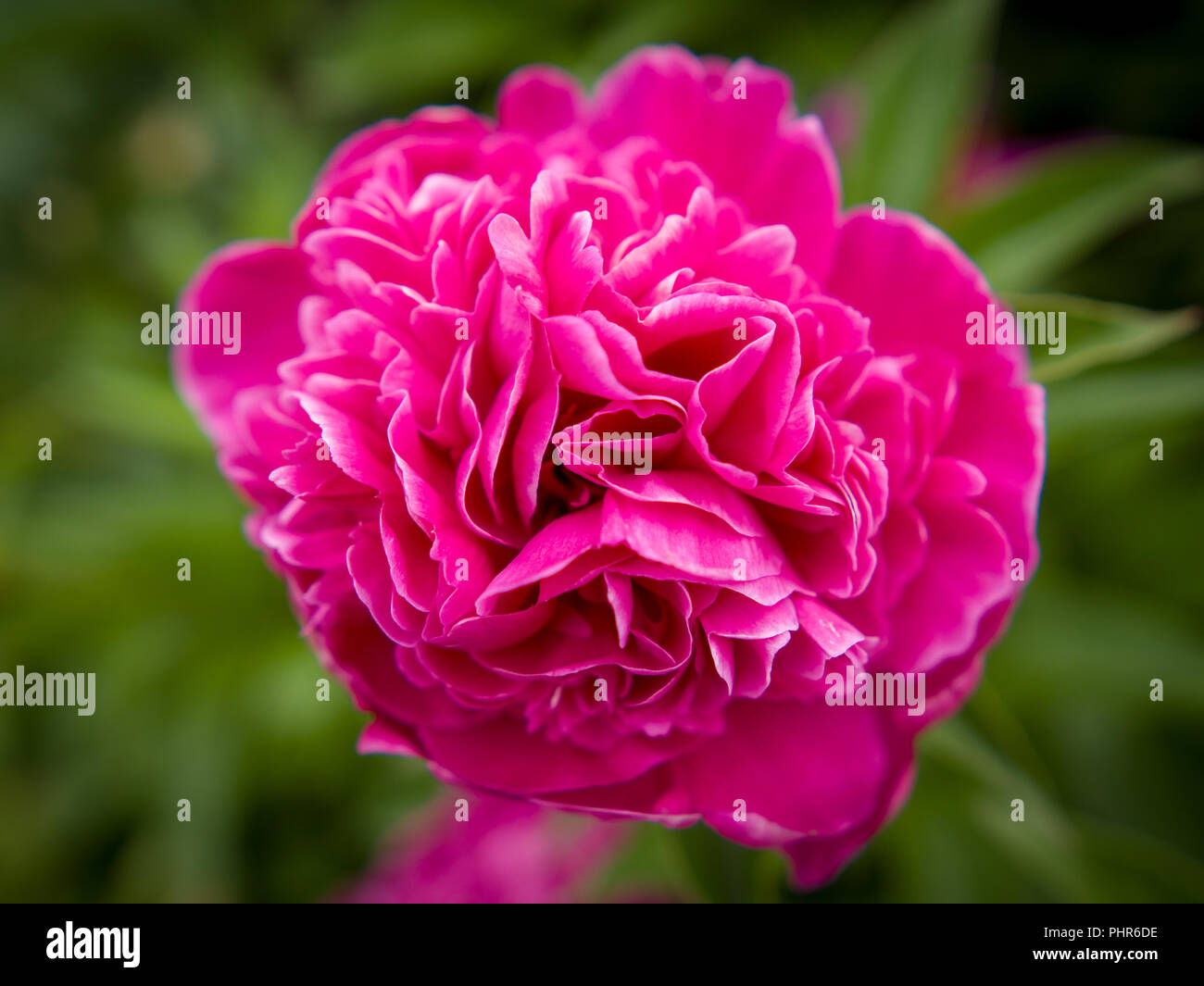 pink flower close up Stock Photo - Alamy