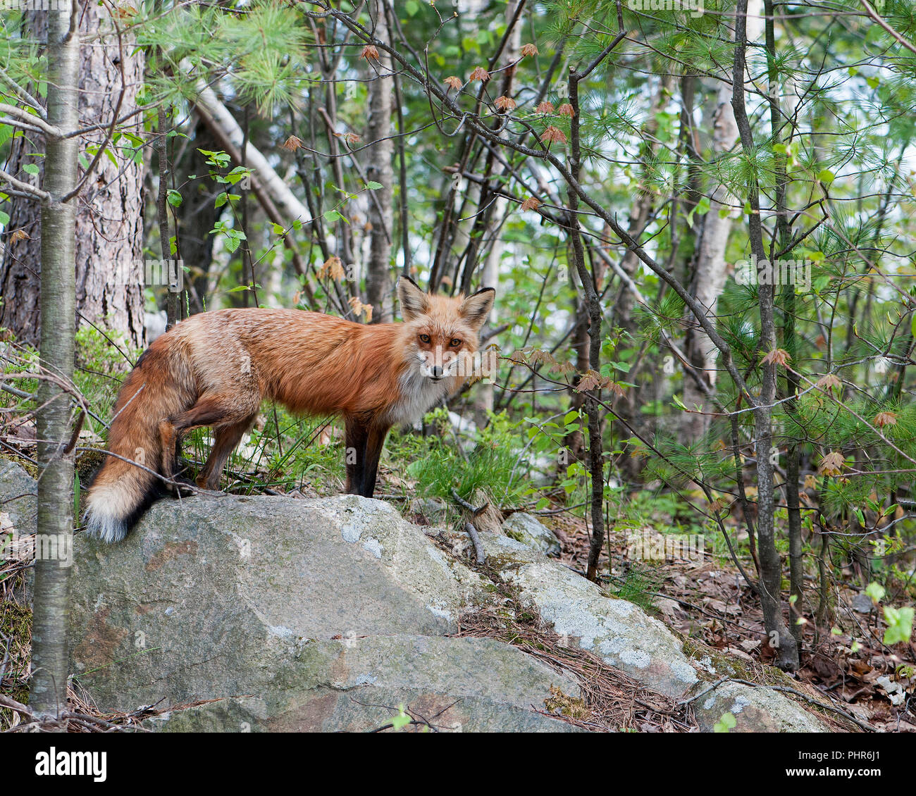 Red fox animal wild animal in the forest hi-res stock photography and ...