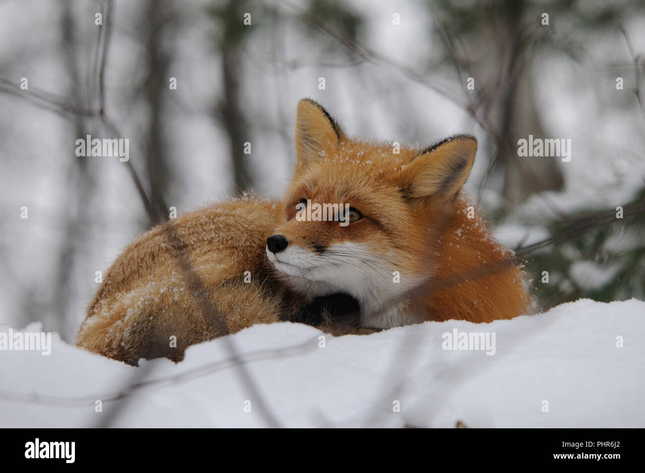 Red fox spectacular animal hi-res stock photography and images - Alamy