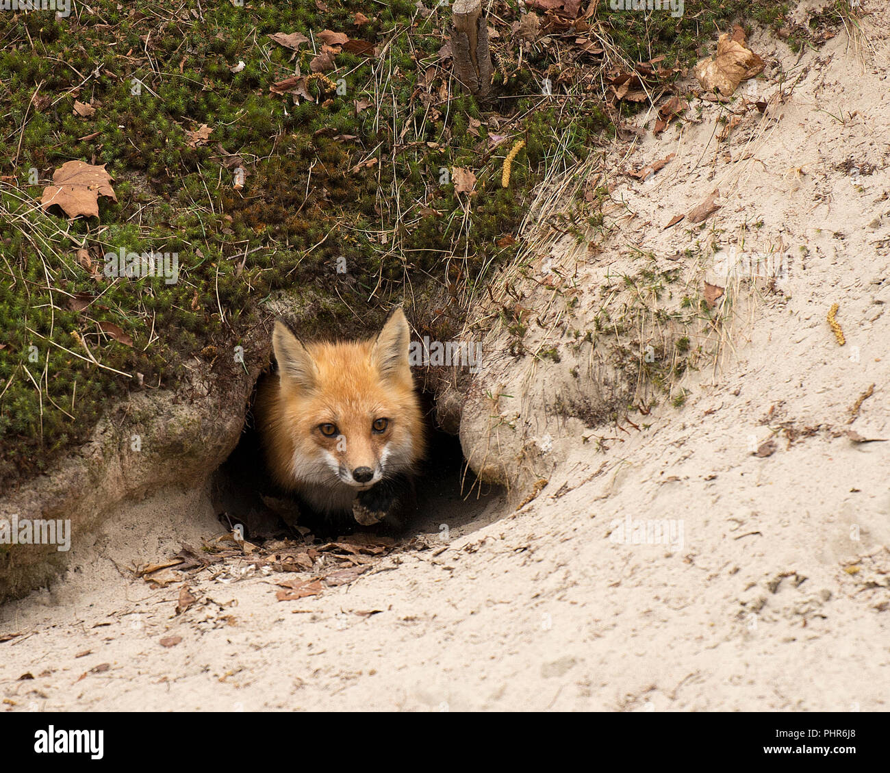 Animal Den