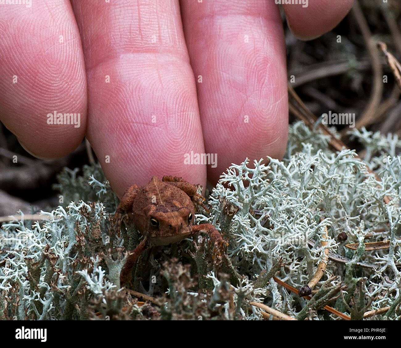 Miniature pictures hi-res stock photography and images - Alamy