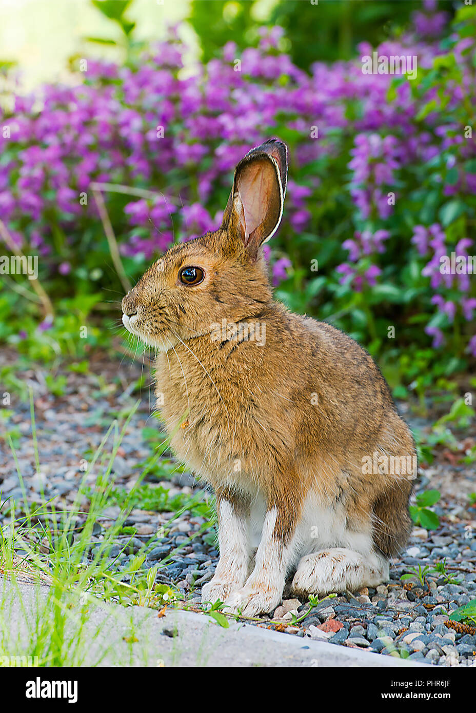 Hare animal sitting on gravel displaying its brown fur, long ears, eye ...
