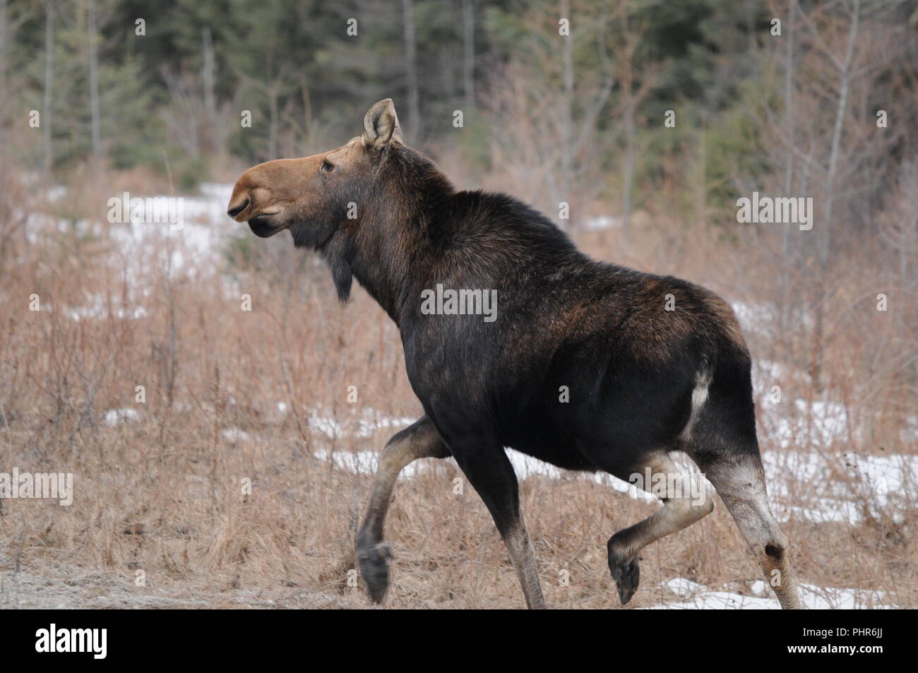 Moose animal close-up profile view in the forest in the winter season ...