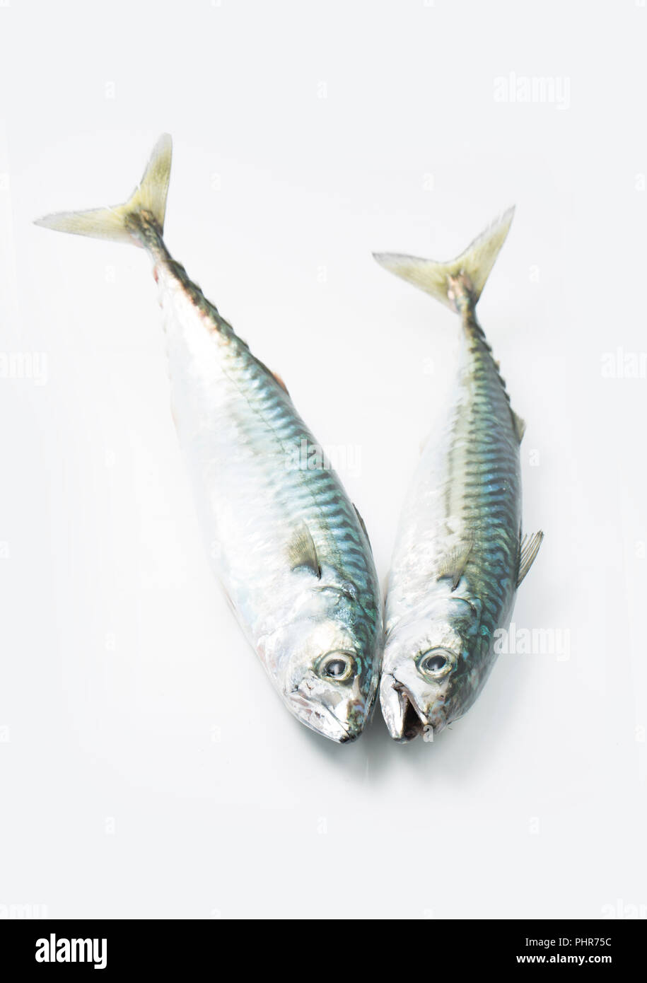 Catching mackerel hi-res stock photography and images - Alamy
