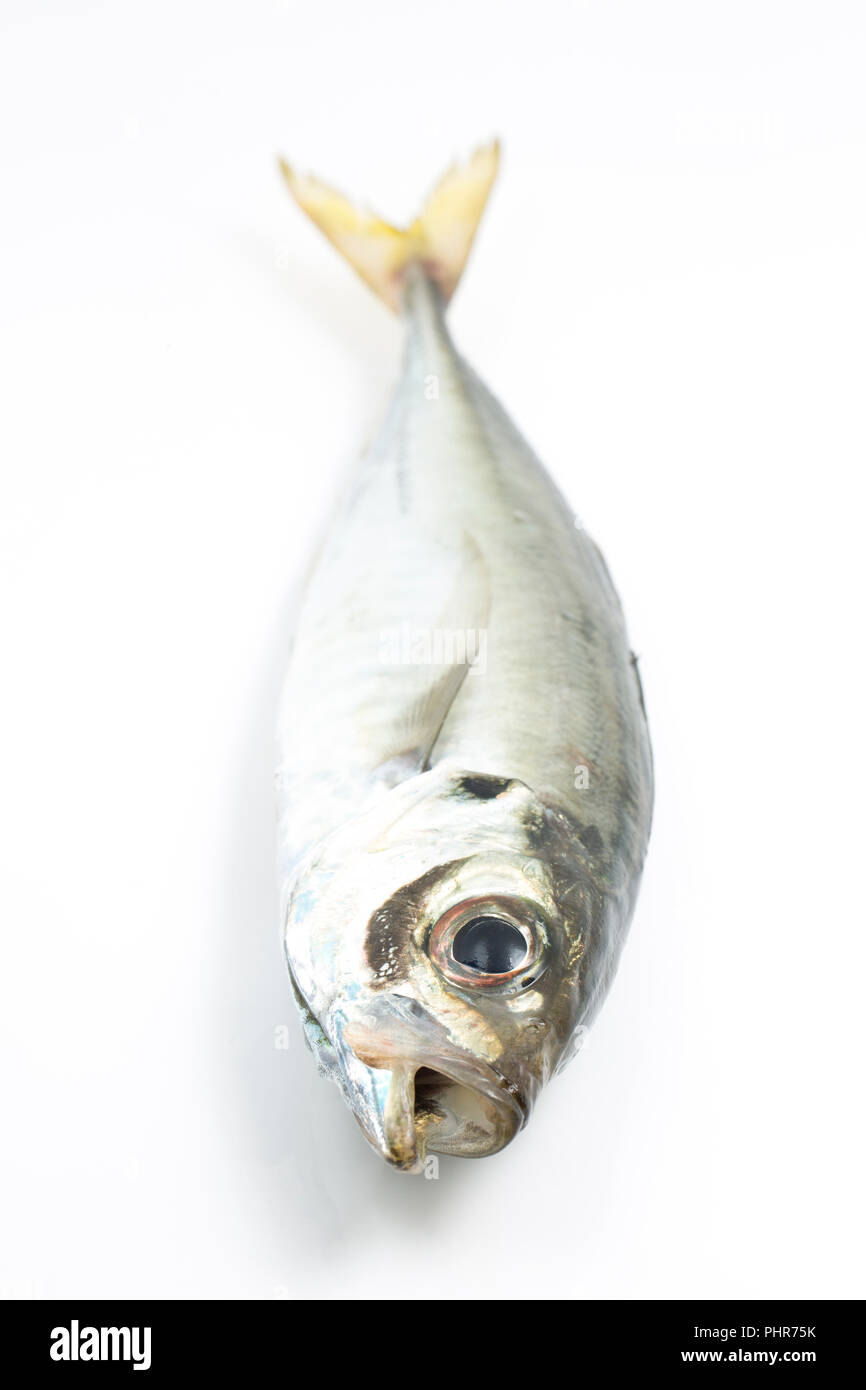 A single Scad, Trachurus trachurus, also known as a horse mackerel that ...