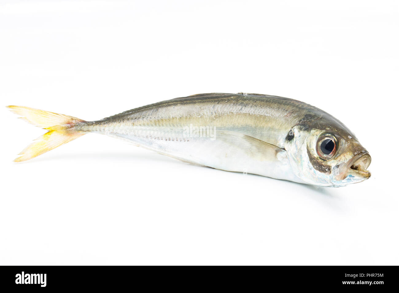 A single Scad, Trachurus trachurus, also known as a horse mackerel that ...