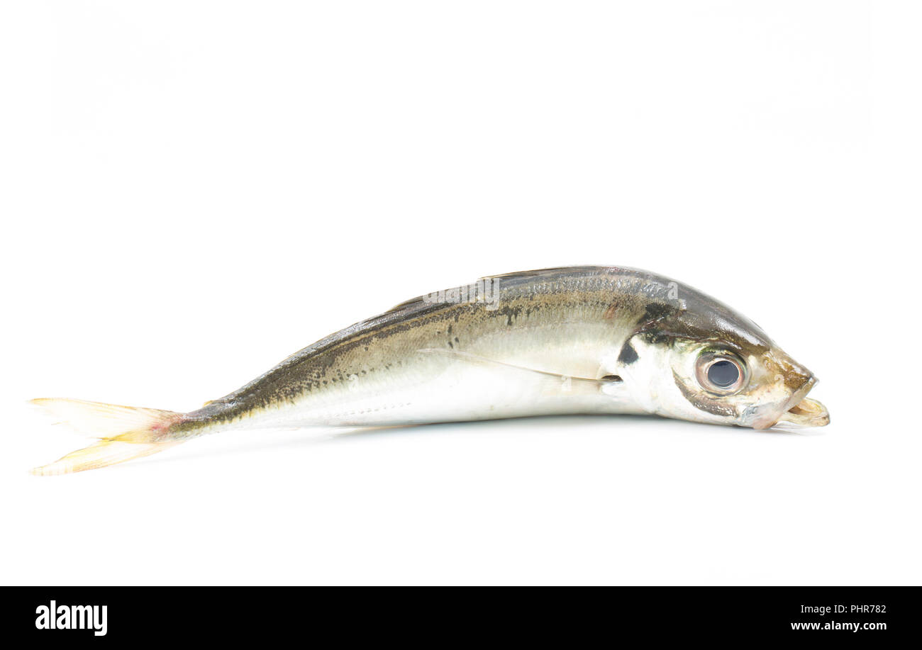 A single Scad, Trachurus trachurus, also known as a horse mackerel that ...