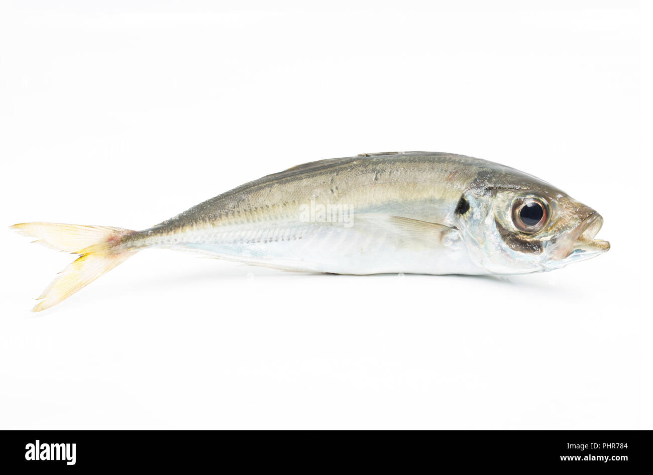 A single Scad, Trachurus trachurus, also known as a horse mackerel that ...