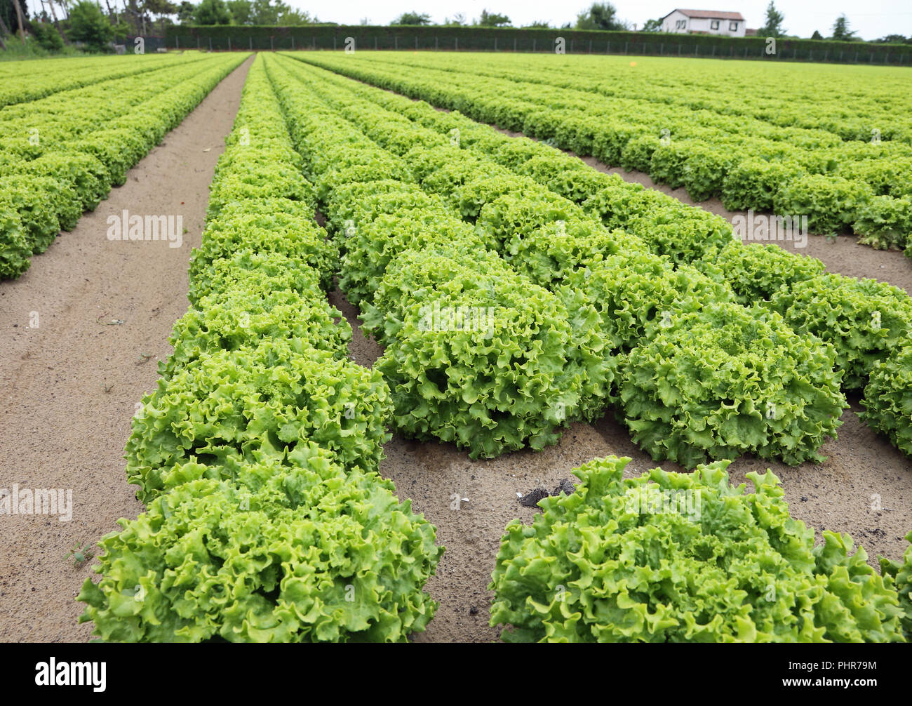 wide field of green lettuce in summer Stock Photo - Alamy