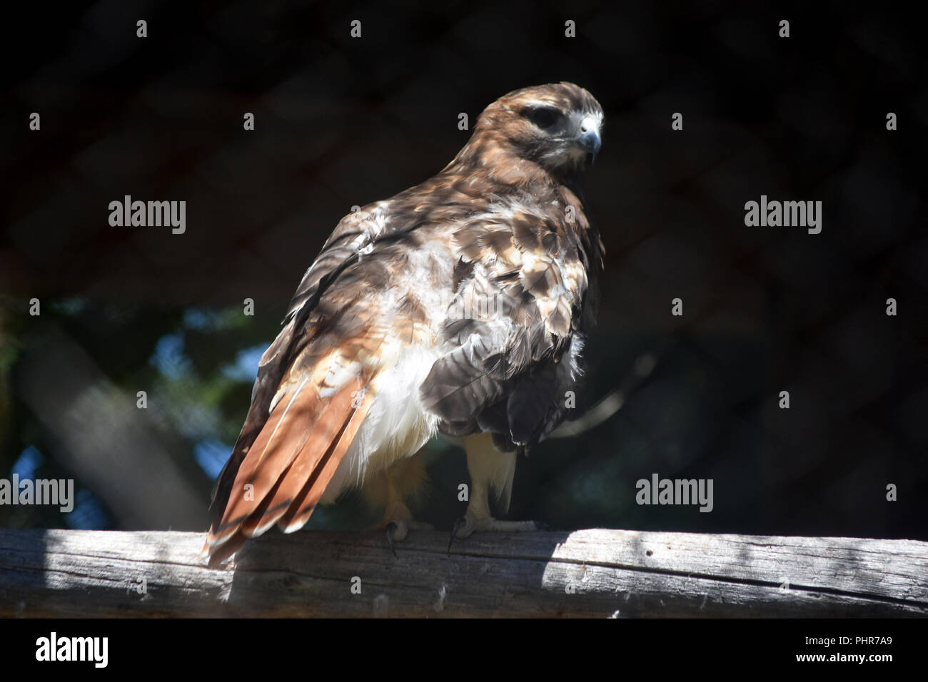 Amazing Red Tail Hawk Looking All Around Stock Photo - Alamy