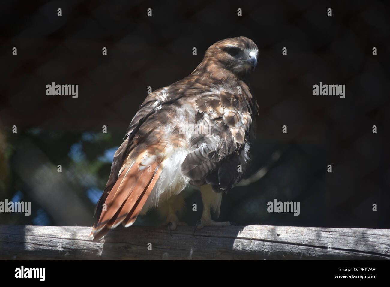 Harlans red tailed hawk hi-res stock photography and images - Alamy