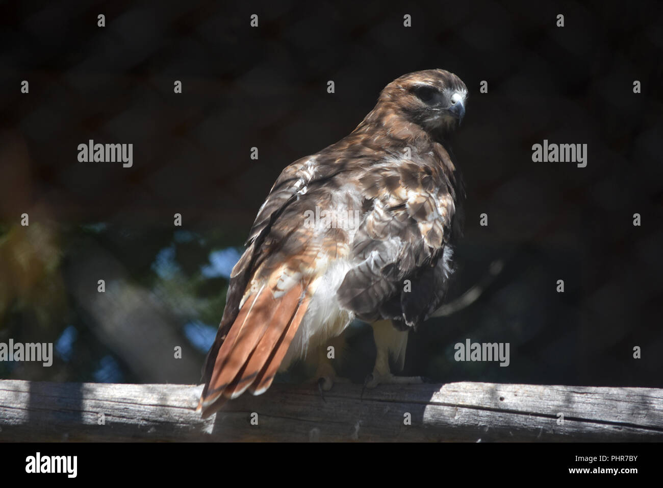 Wonderful Red Tail Hawk with Amazing Colors Stock Photo - Alamy