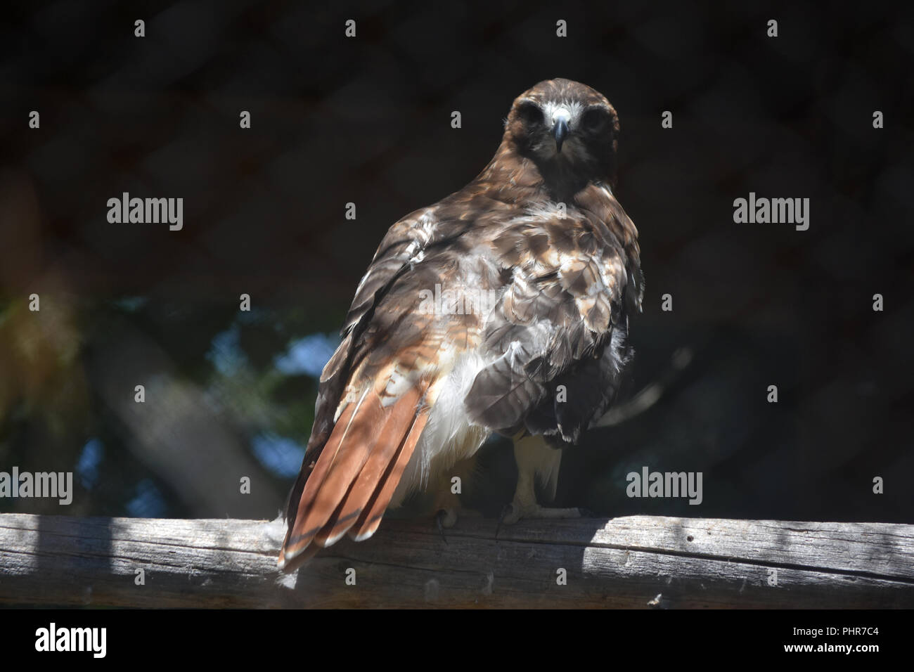 Scenic View of a Red Tail Hawk Up Close in Nature Stock Photo - Alamy