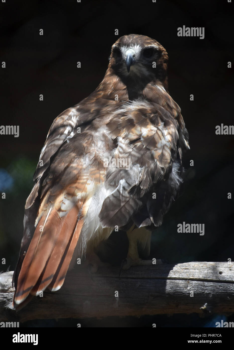 Breathtaking aviary hi-res stock photography and images - Alamy