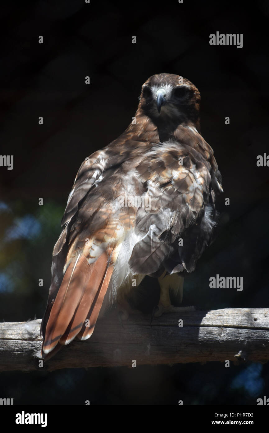 Harlans red tailed hawk hi-res stock photography and images - Alamy