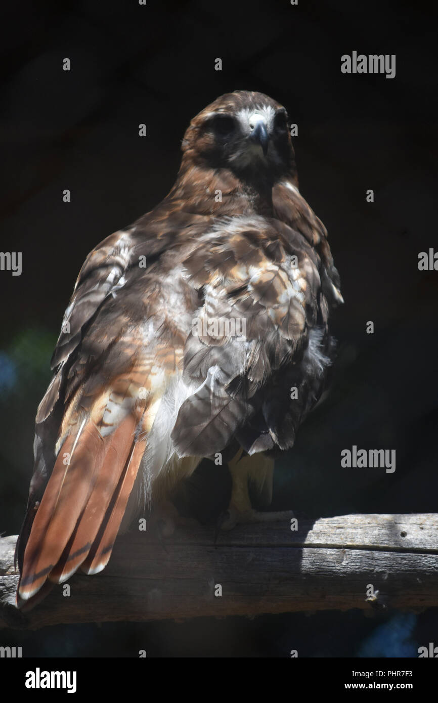 Harlans red tailed hawk hi-res stock photography and images - Alamy