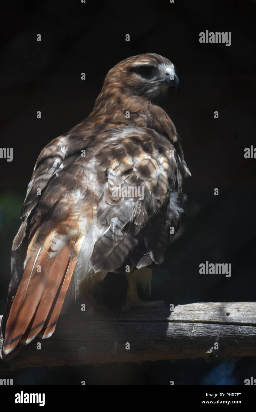 Beautiful Coloring on the Red Tail Hawk Stock Photo - Alamy