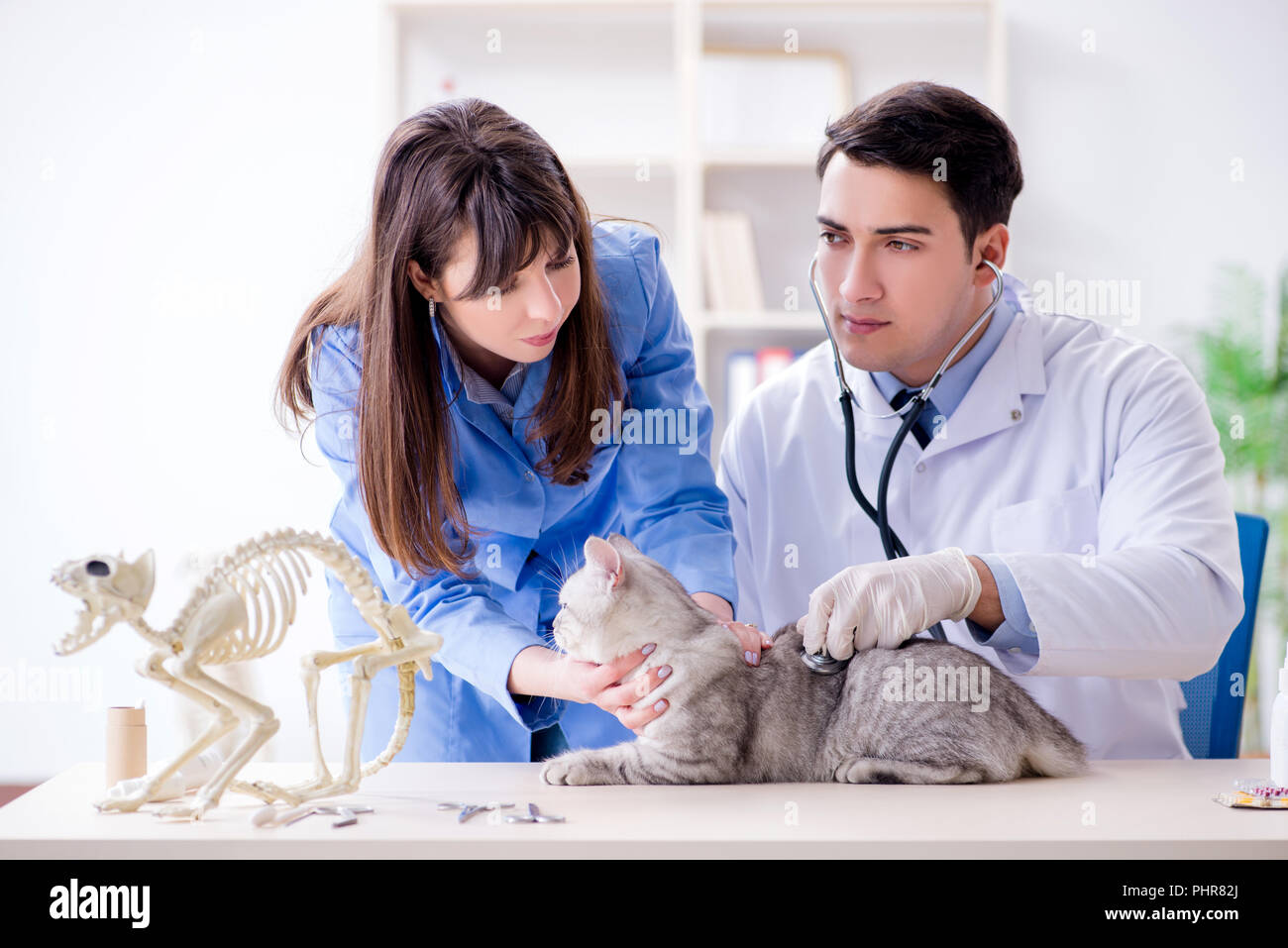 Cat being examining in vet clinic Stock Photo - Alamy