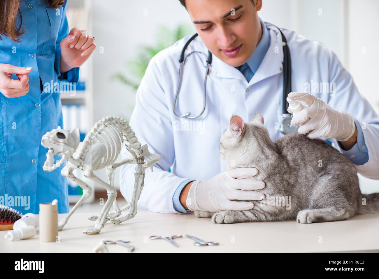 Cat being examining in vet clinic Stock Photo - Alamy