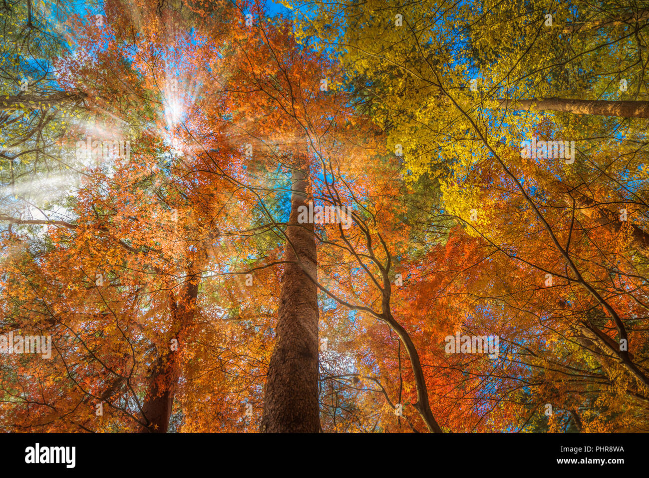 Color forest trees hi-res stock photography and images - Alamy