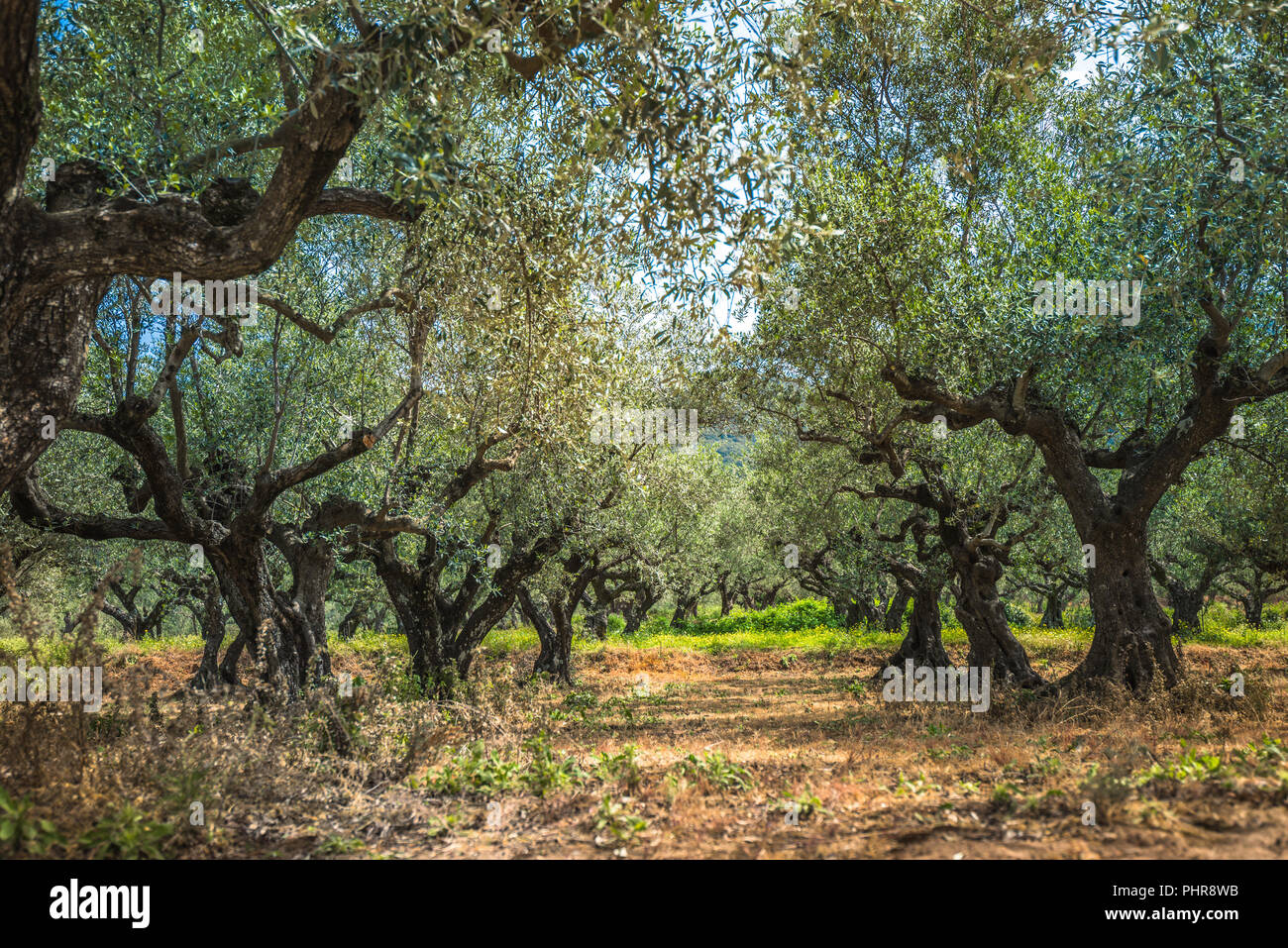 group of old olive trees Stock Photo - Alamy