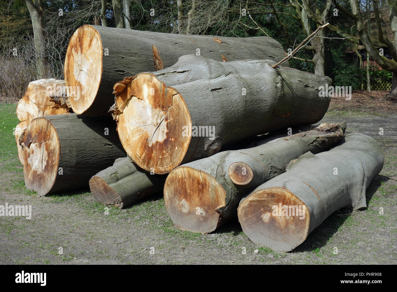 Valuable timber tree hi-res stock photography and images - Alamy