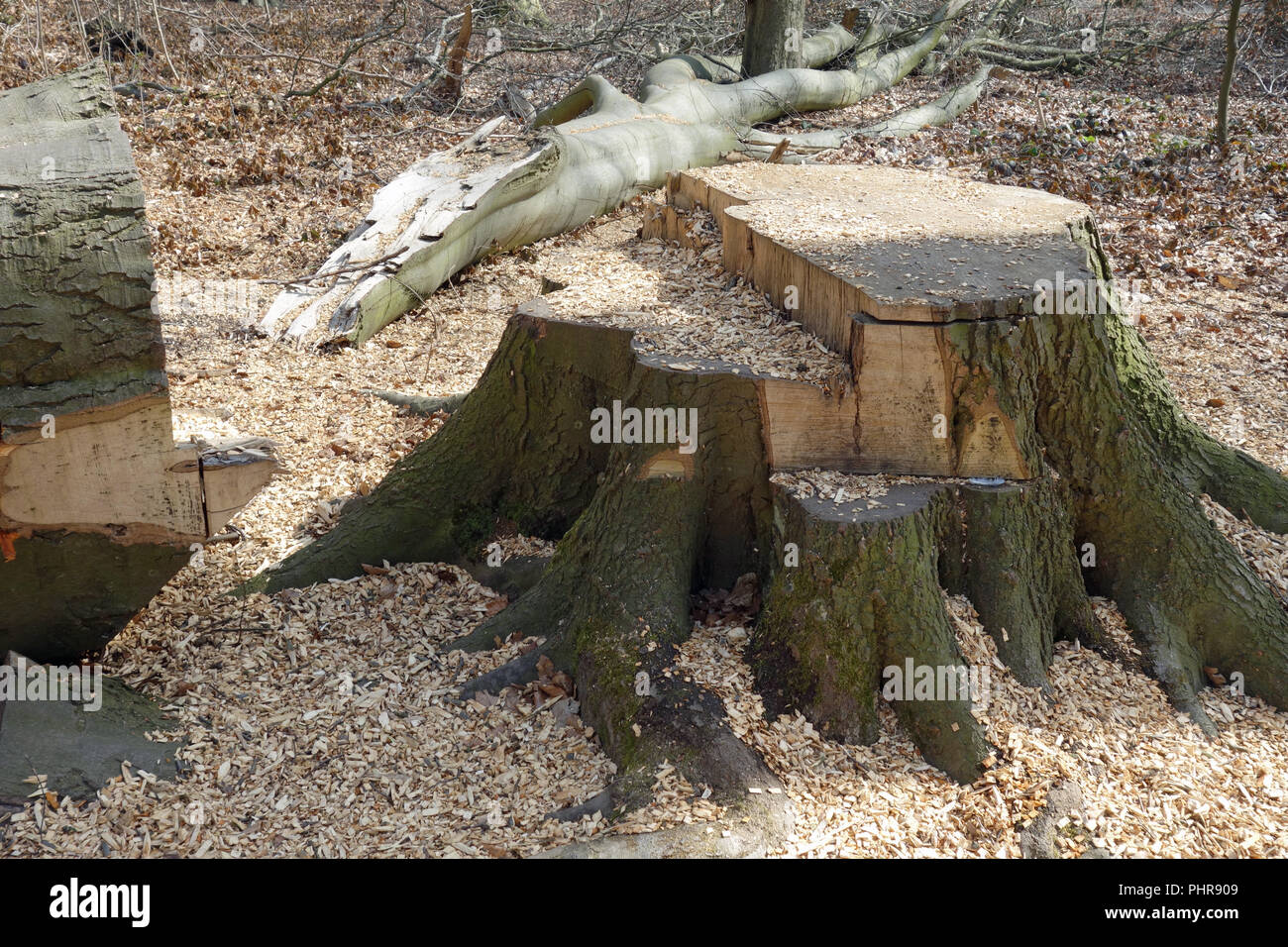 Ramified tree hi-res stock photography and images - Alamy