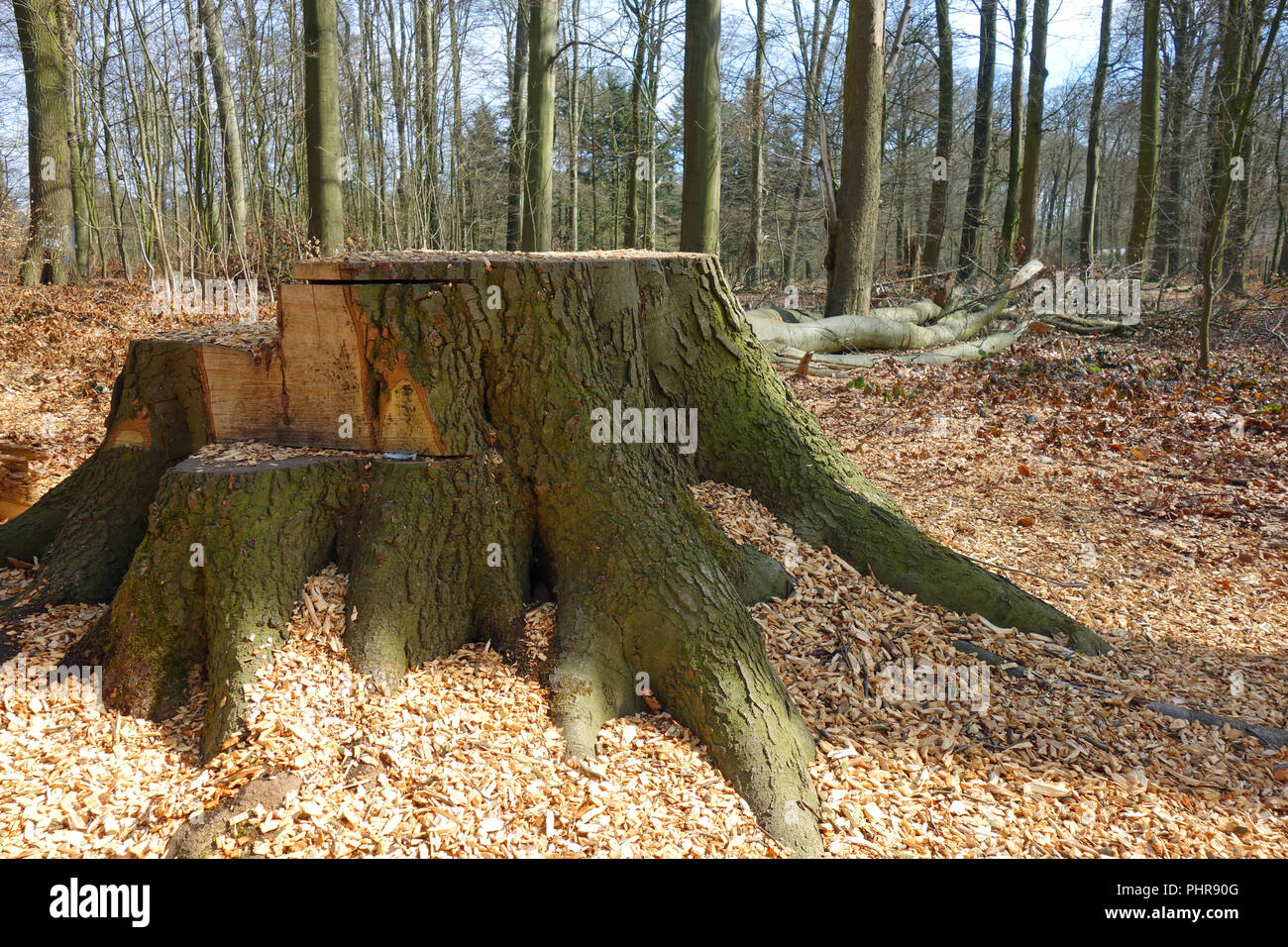 Tree stump of a beech Stock Photo - Alamy