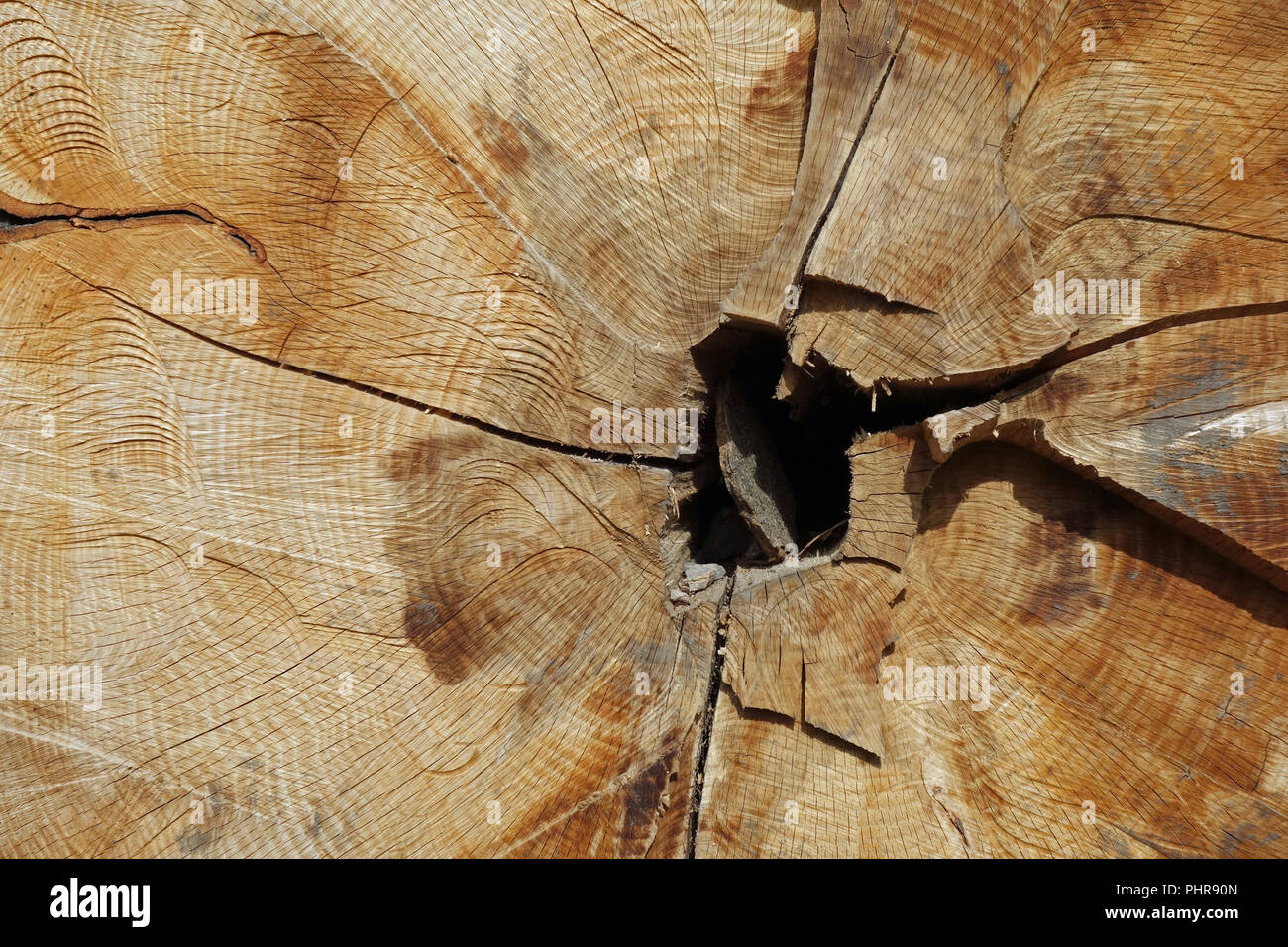 Phases Of Tree Growth High Resolution Stock Photography and Images - Alamy